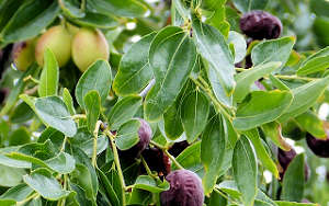 Growing Jujube: Ziziphus jujuba